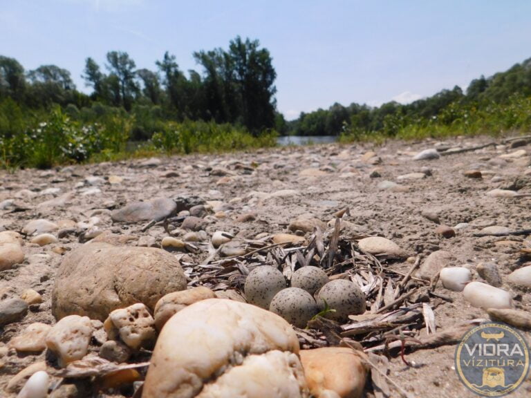 Mura folyó élővilága képgaléria – Vidra Vízitúra
