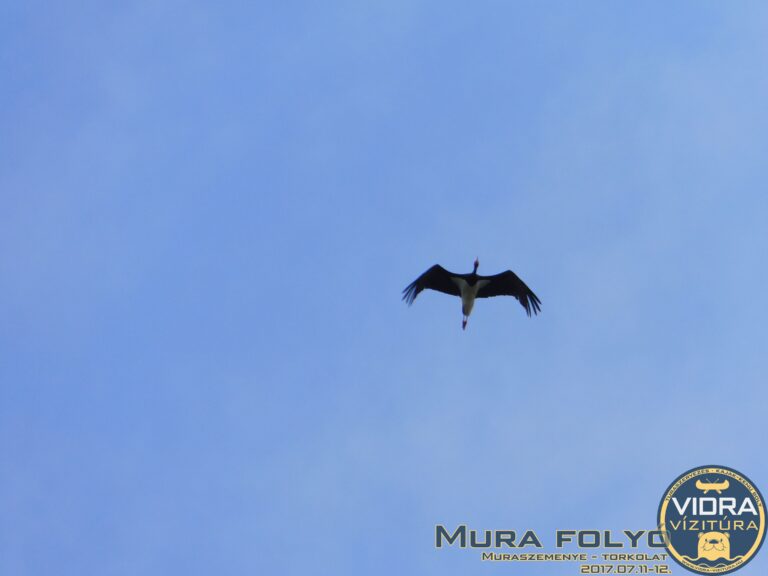 Mura folyó élővilága képgaléria – Vidra Vízitúra