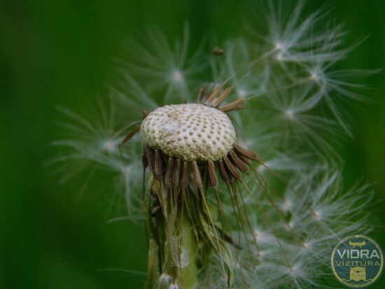 Mura folyó élővilága képgaléria – Vidra Vízitúra