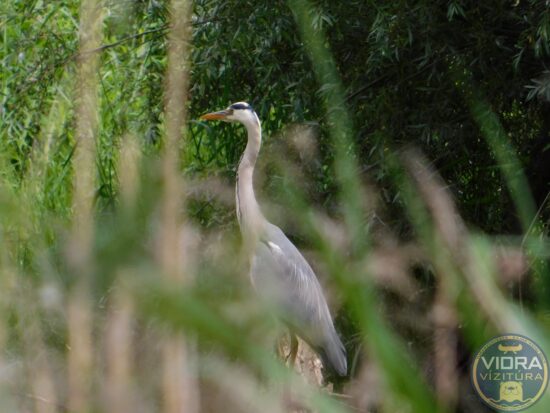 Mura folyó élővilága képgaléria – Vidra Vízitúra