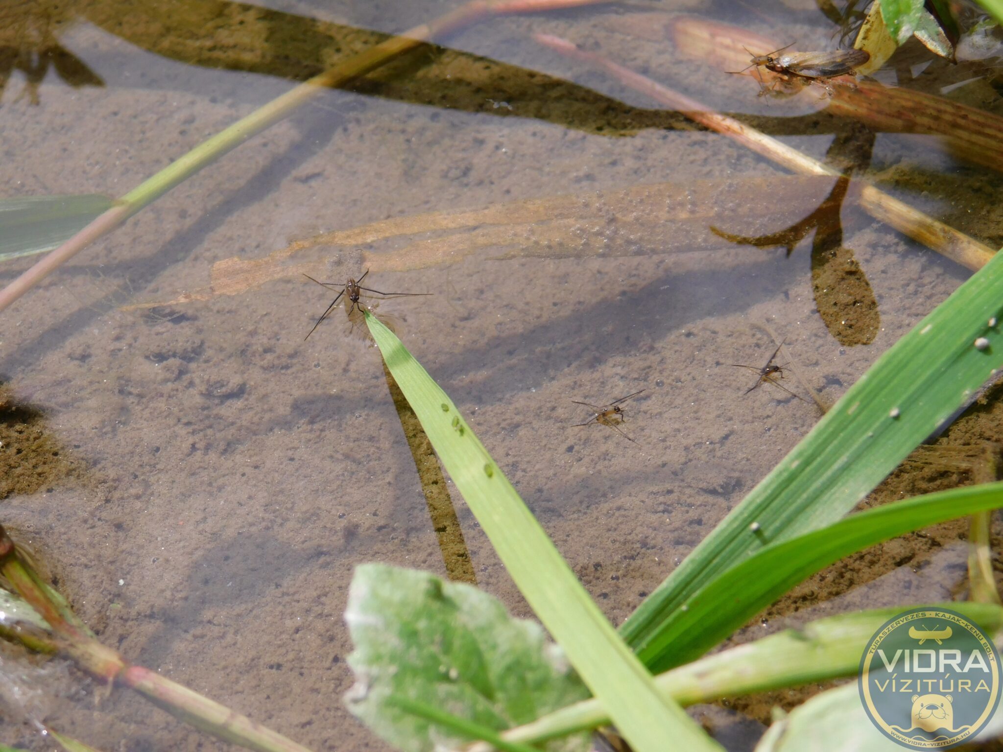 Mura folyó élővilága képgaléria – Vidra Vízitúra