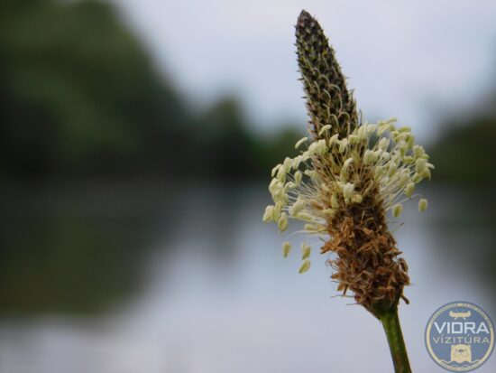 Mura folyó élővilága képgaléria – Vidra Vízitúra